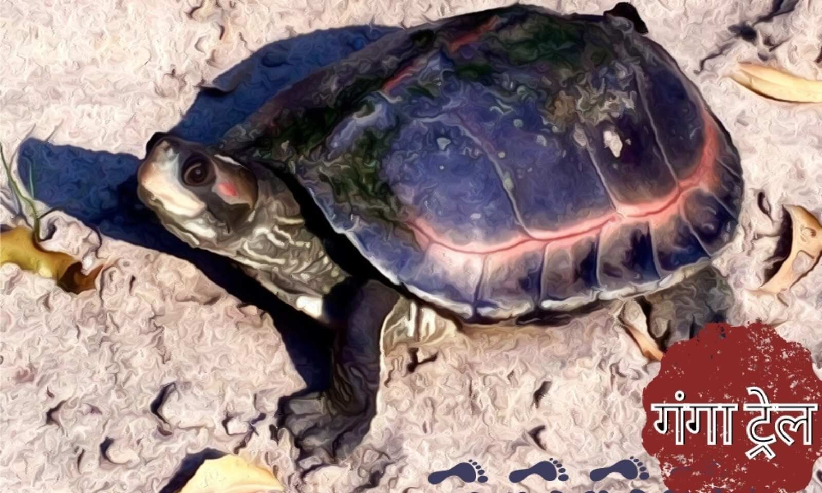 वाराणसी या प्रयागराज? देश की एकलौती कछुआ सेंचुरी, जो है भी और नहीं भी